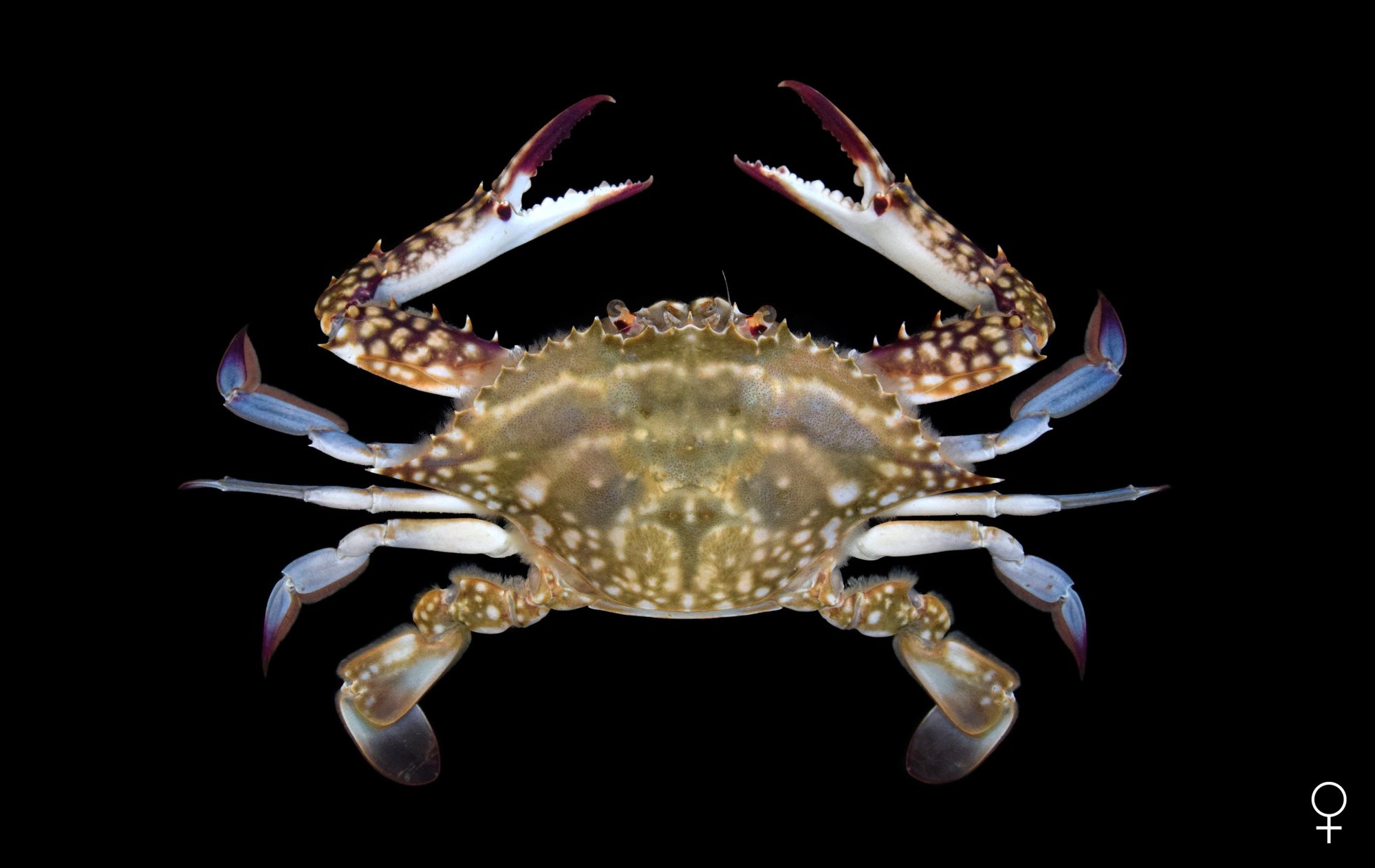 Crab Database · Crabs · Genus Portunus